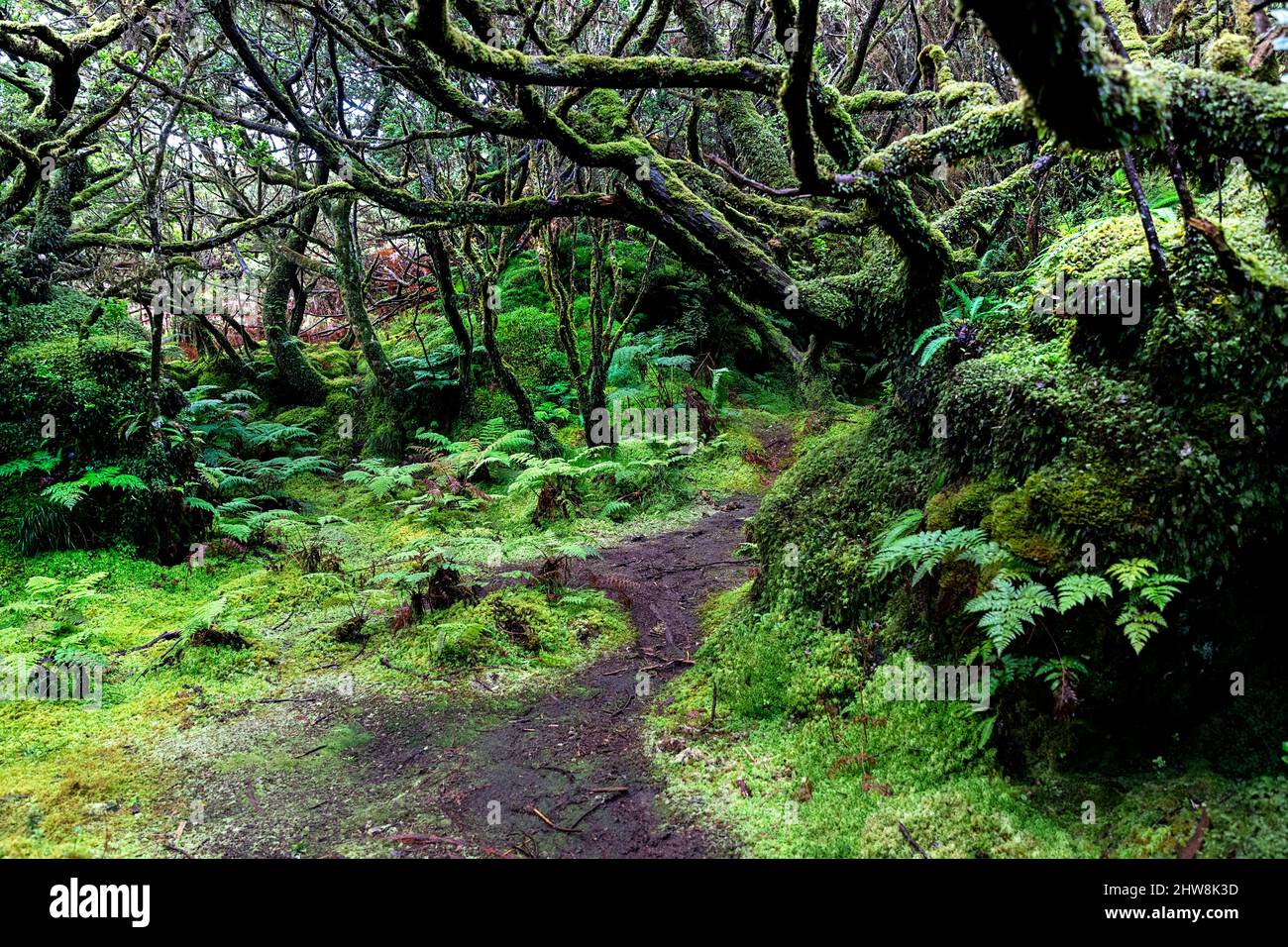 Beautiful forest trail in the "Misterios Negros" in the volcanic area ...