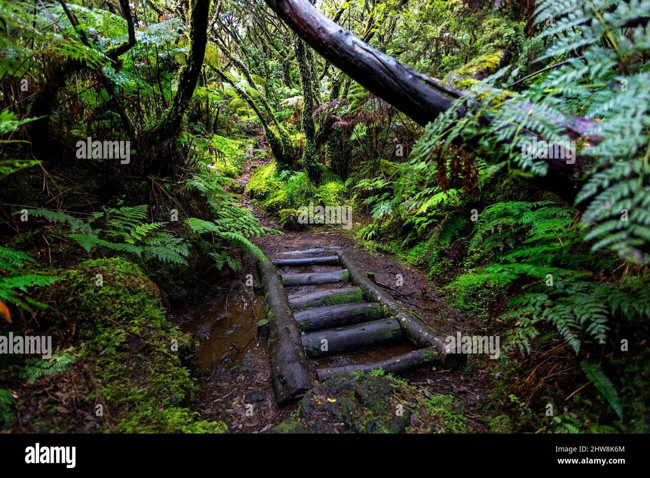 Beautiful wooden forest trail in the "Misterios Negros" in the volcanic ...