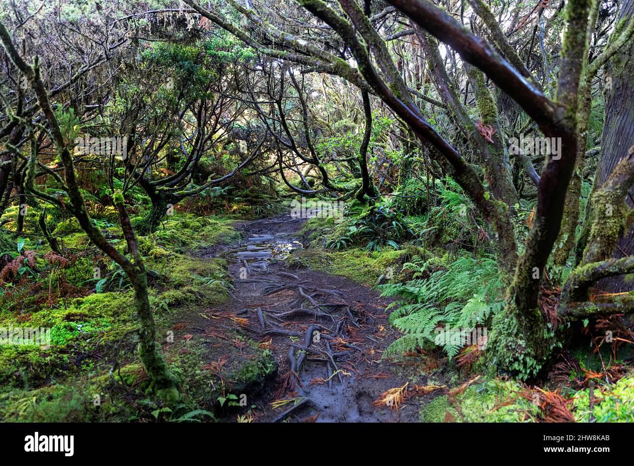 Beautiful forest trail in the "Misterios Negros" in the volcanic area ...