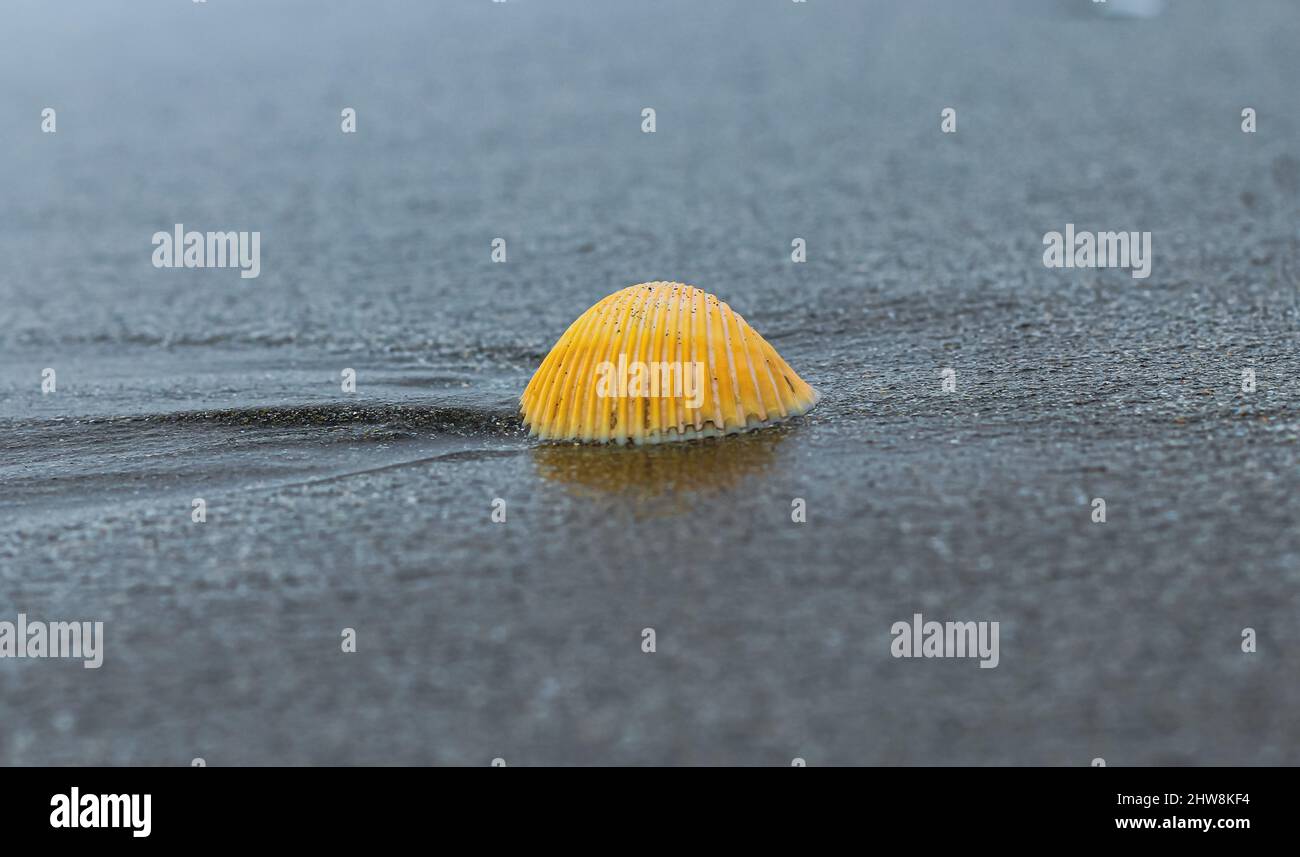 Summer photo of shells on the beach and free space for your decoration ...