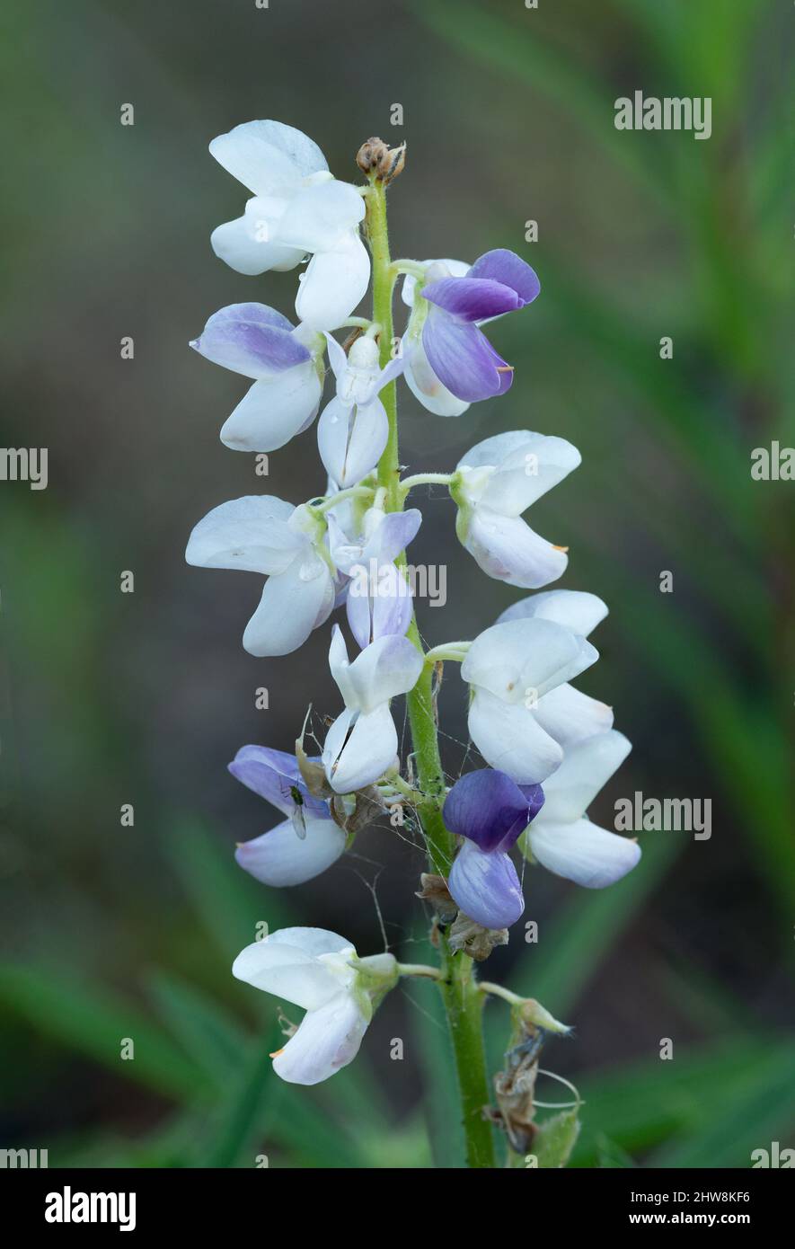 North America; United States; Alaska; Alaska Range Mountains; Plants ...