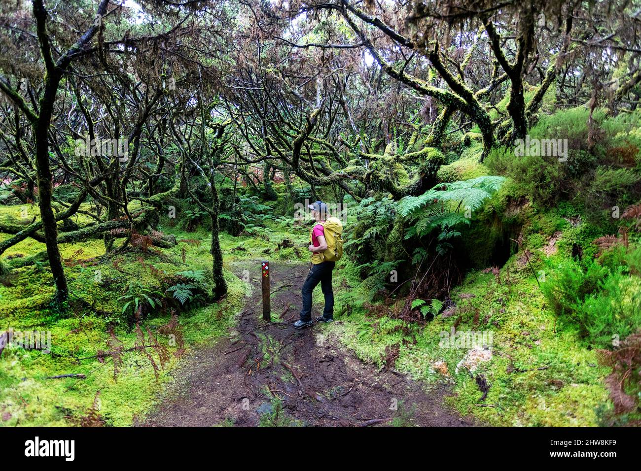 Woman hiking on beautiful forest trail in the "Misterios Negros" in the ...