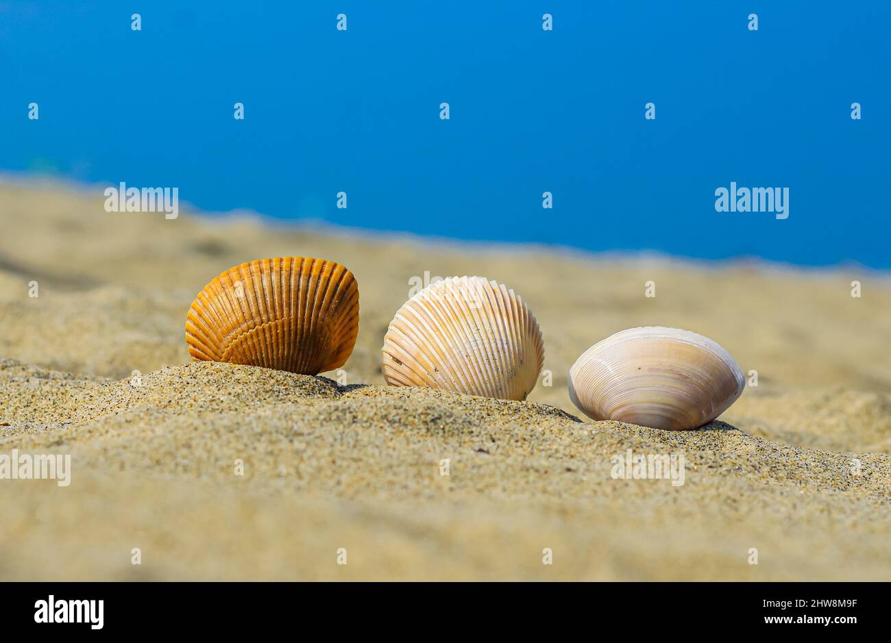 Summer photo of shells on the beach and free space for your decoration ...