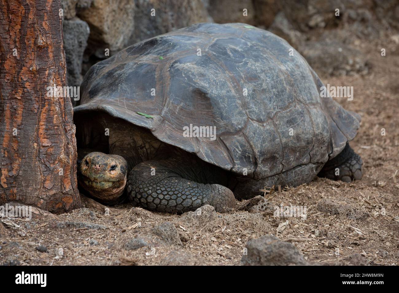 Galapagos giant tortoise cactus hi-res stock photography and images - Alamy