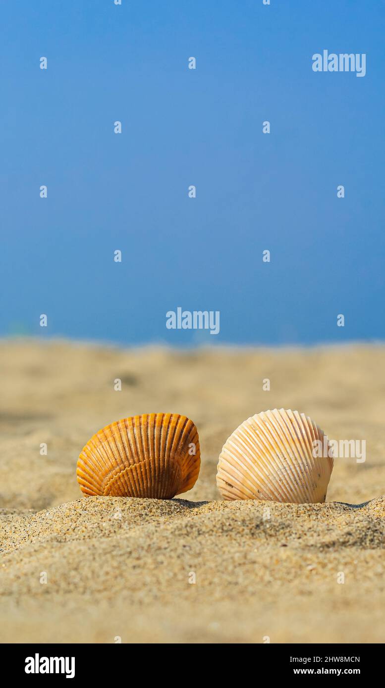 Summer photo of shells on the beach and free space for your decoration ...