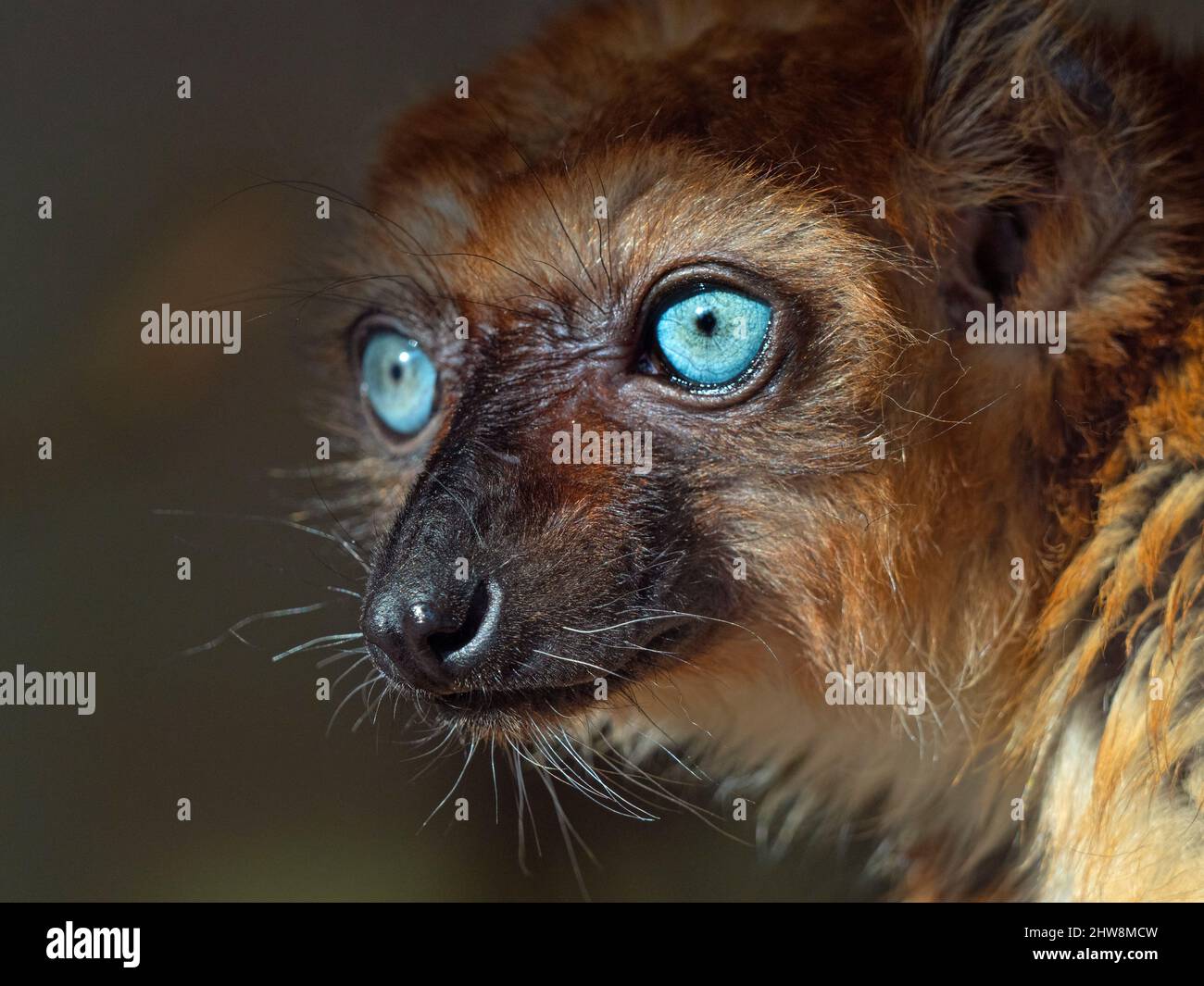 female Blue-eyed black lemur Eulemur flavifrons female also known as ...
