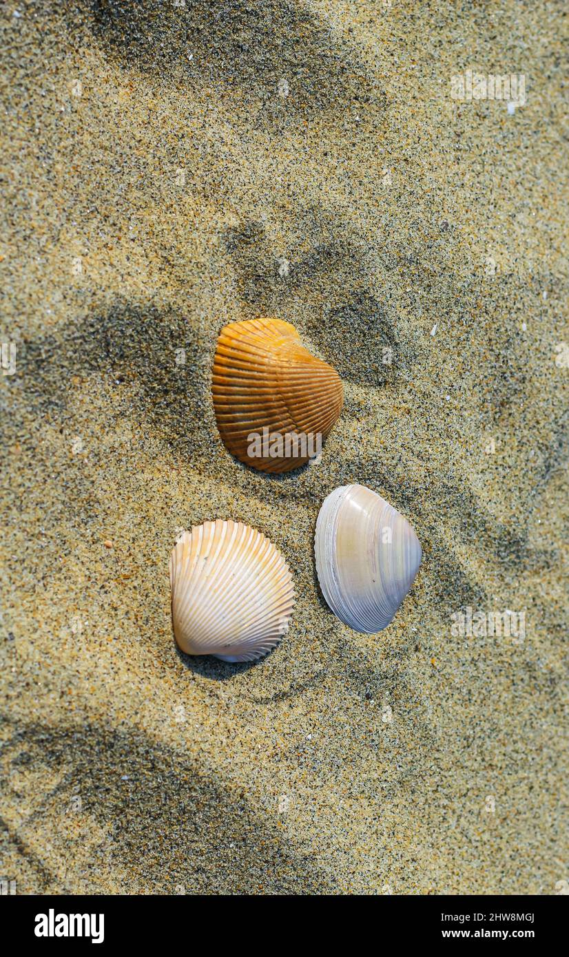 Summer photo of shells on the beach and free space for your decoration ...