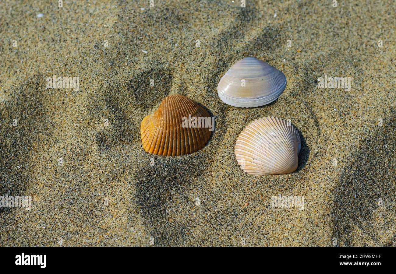 Summer photo of shells on the beach and free space for your decoration ...