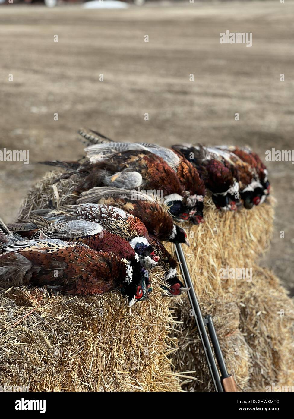 Selective of killed pheasants on hay after the hunting Stock Photo - Alamy