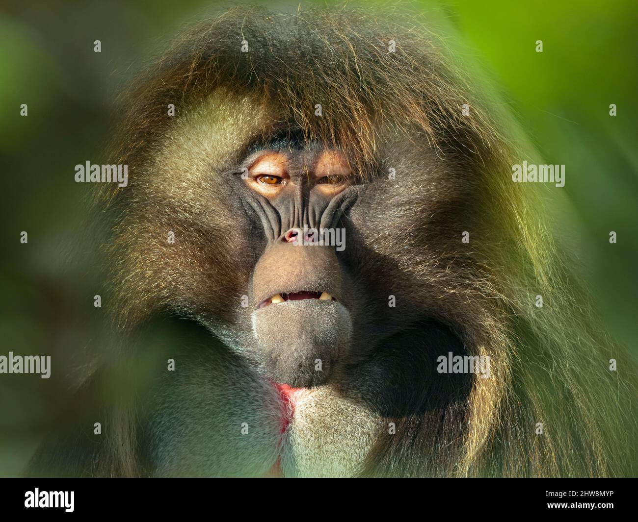 Male gelada theropithecus gelada hi-res stock photography and images ...
