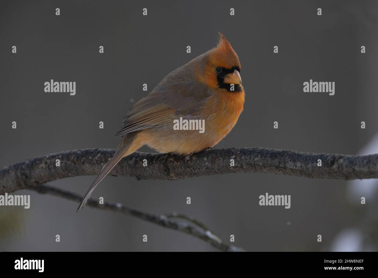 Selective of an orange cardinal bird on a branch Stock Photo - Alamy