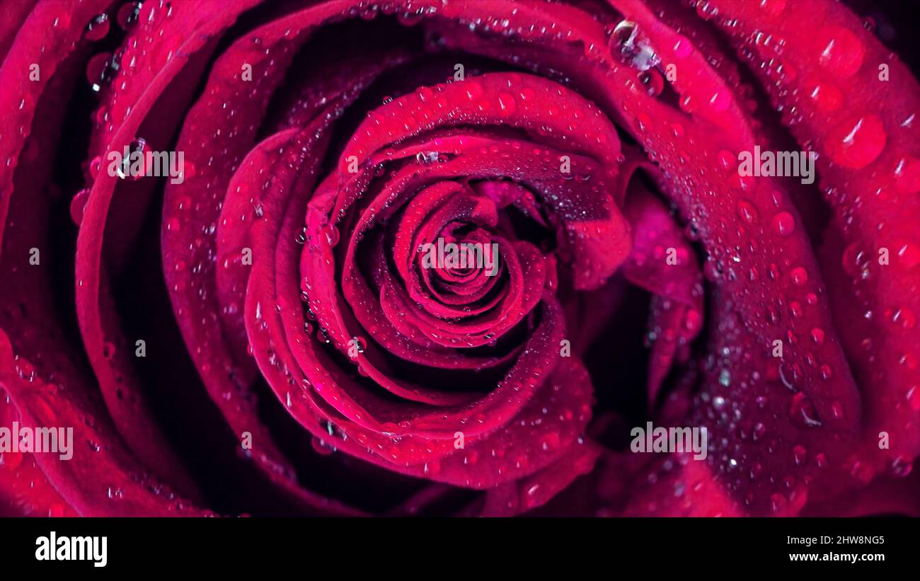 Close-up animation roses. Macro animation of cyclic movement of rosebud ...