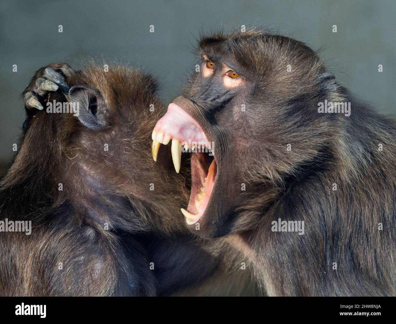 Gelada Baboon Theropithecus gelada play fighting showing huge teeth ...