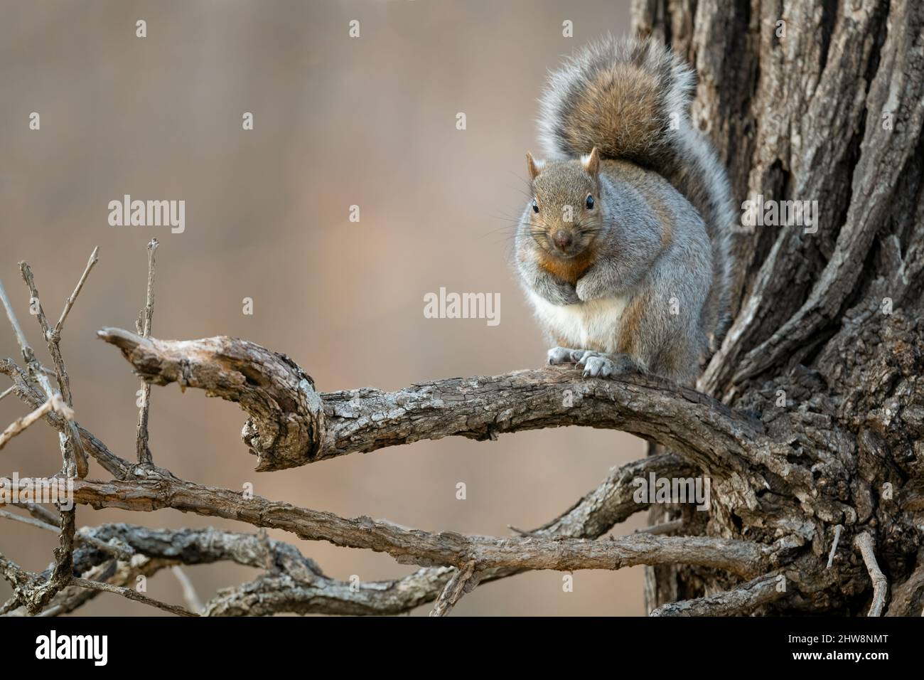 Squirrel autumn tree hi-res stock photography and images - Alamy