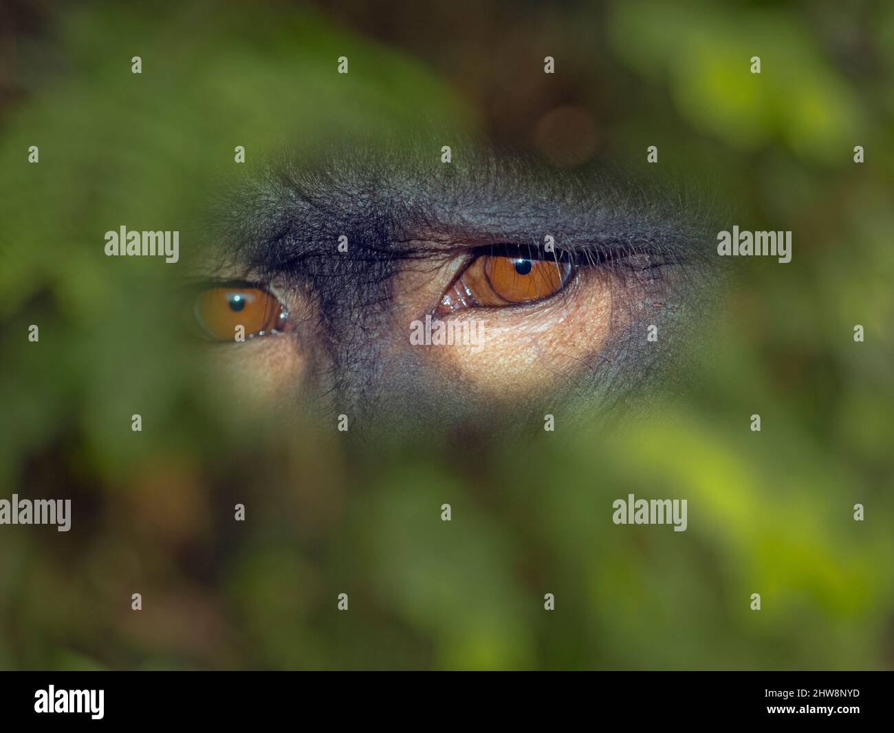Gelada Baboon Theropithecus gelada looking through foliage Stock Photo ...