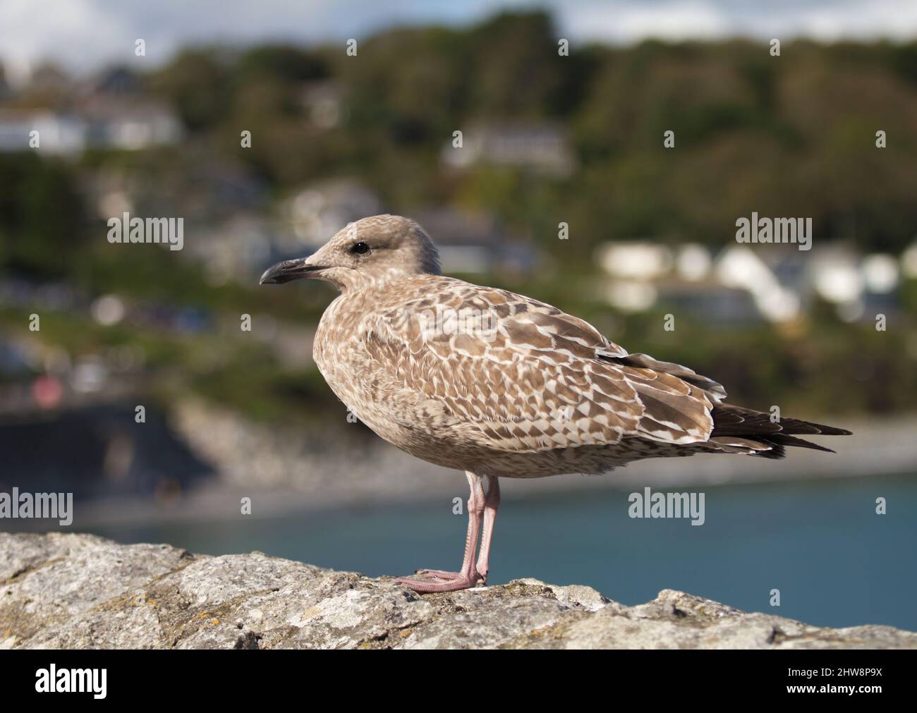 Juvenile or young seagull on a wall overlooking Coverack Bay, Lizard ...