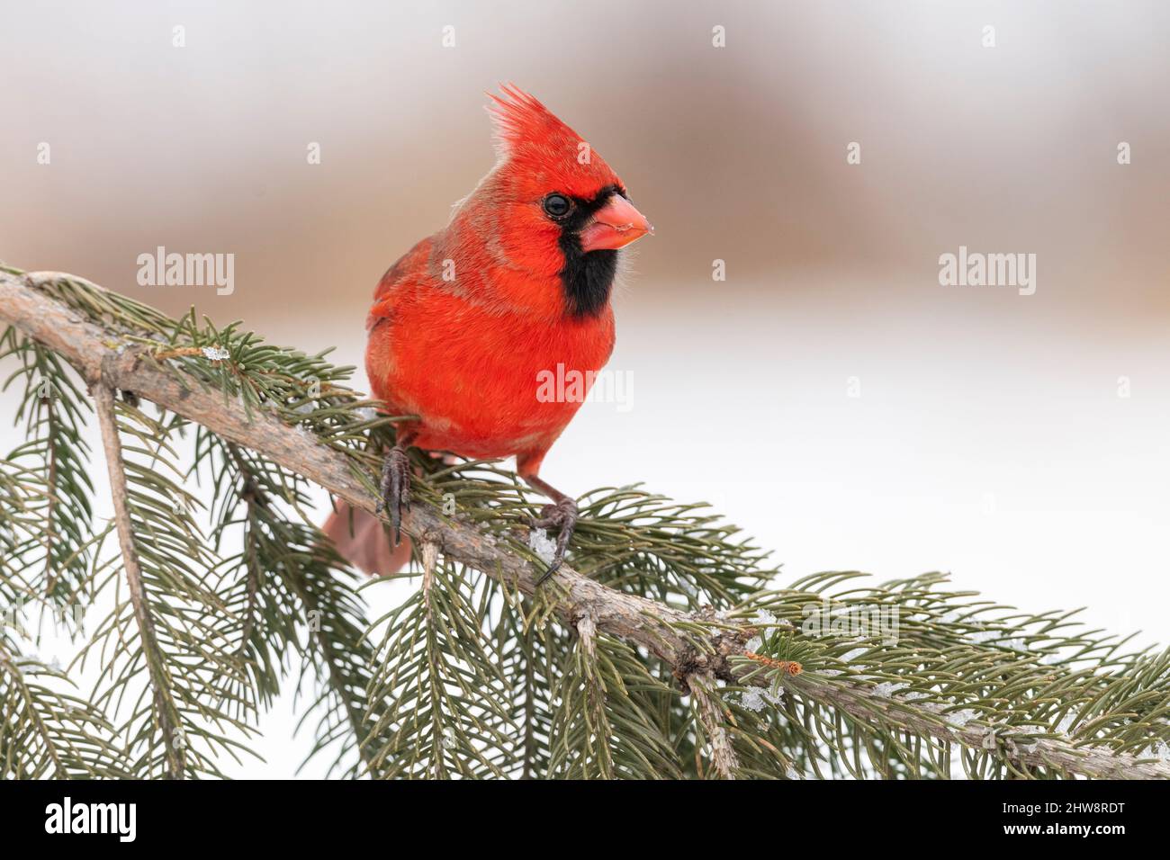 Northern Cardinal (Cardinalis cardinalis), sitting on evergreen bough ...