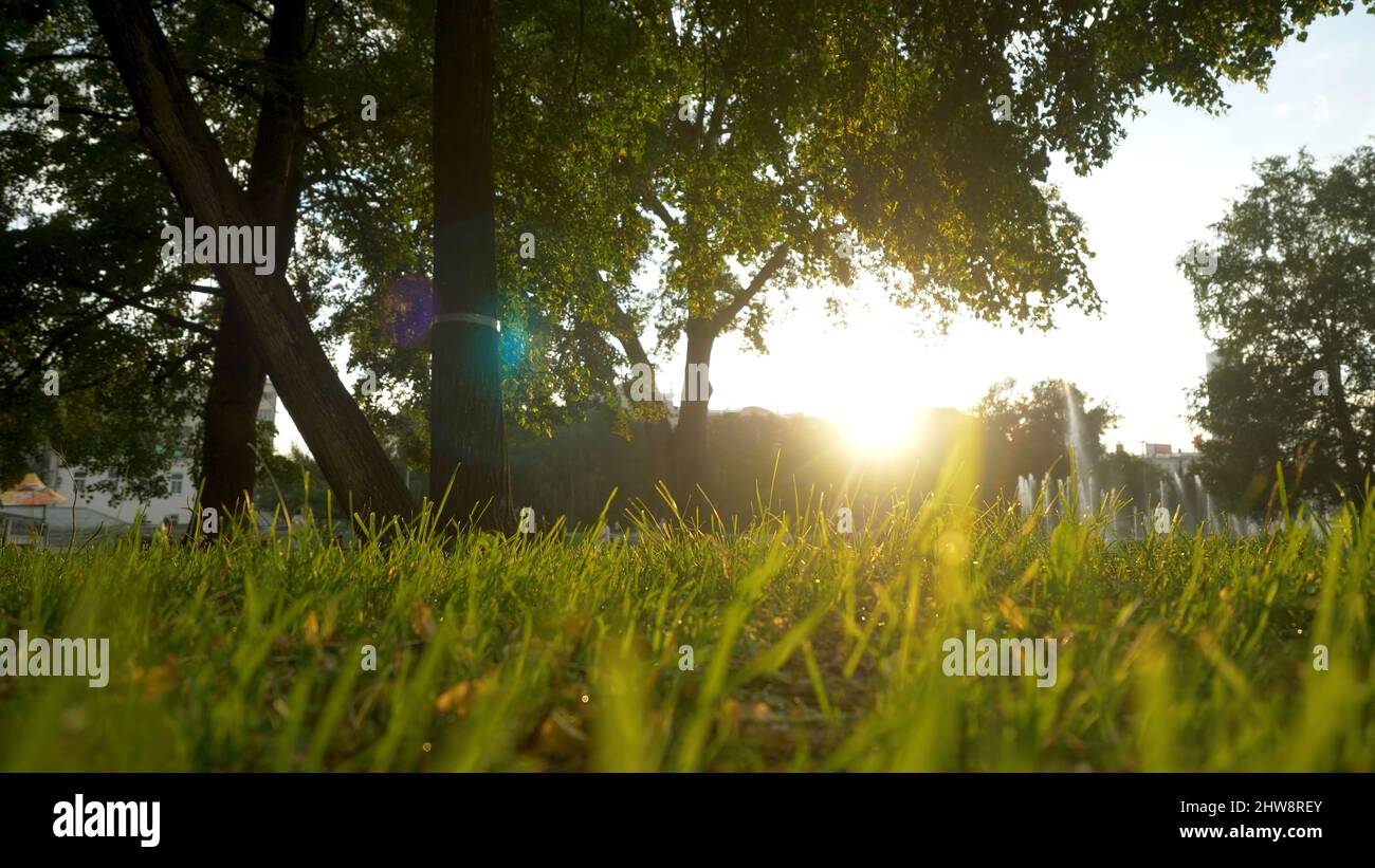 Summer grass meadow motion blur of pleasant wind with bright sunlight ...