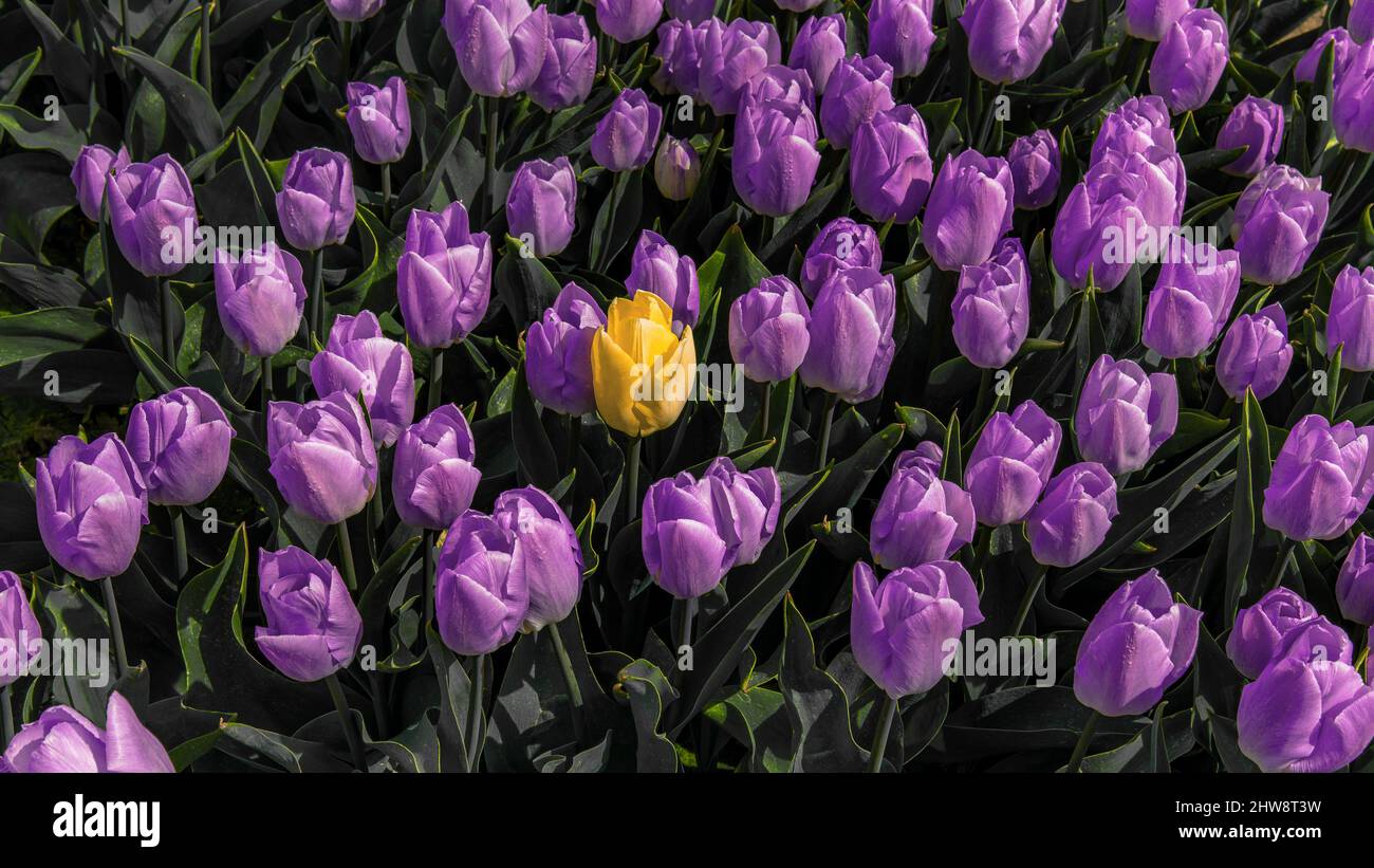 Bunch of beautiful purple tulips with one yellow tulip blooming in a ...