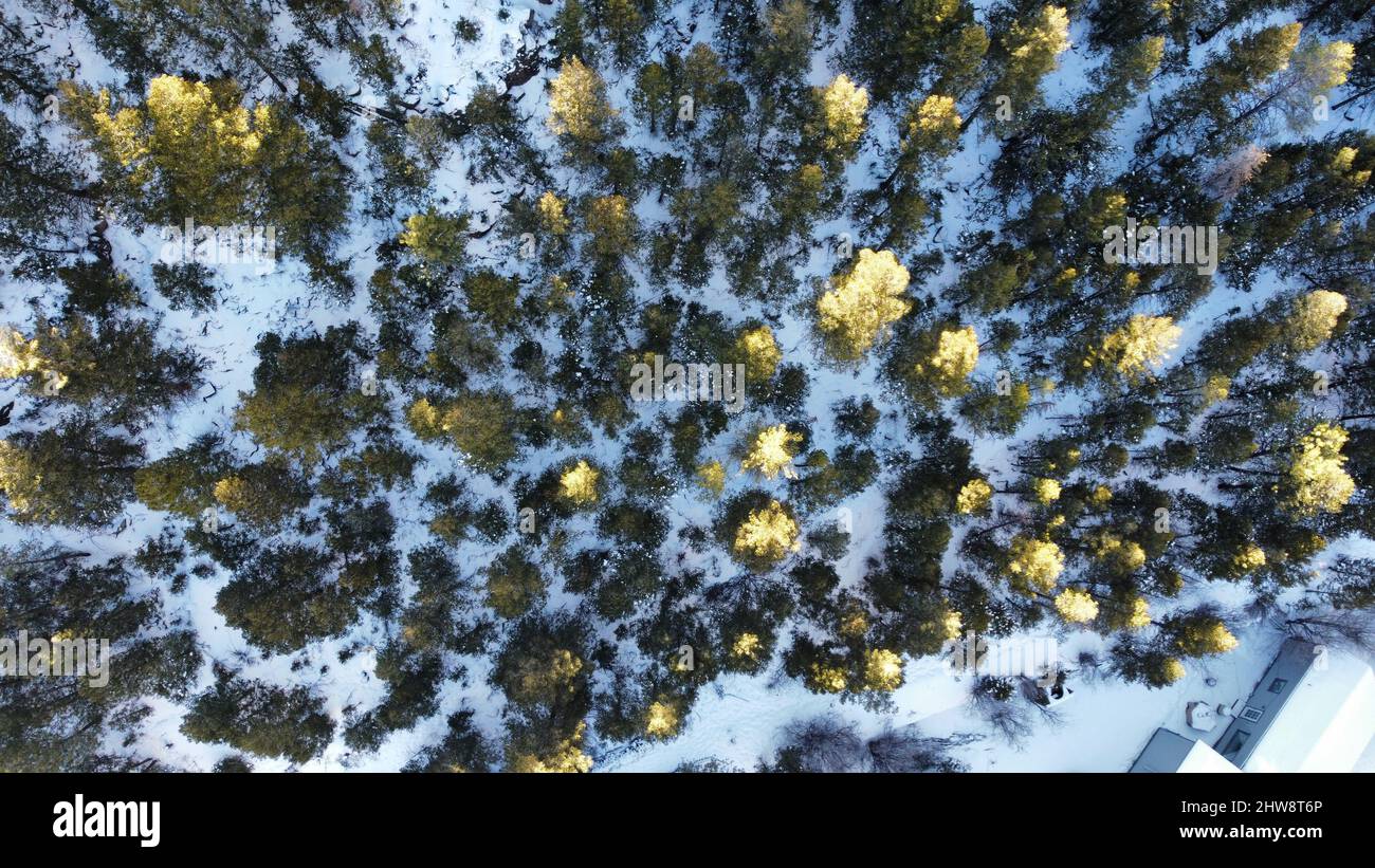 Birds eye view snow tree hi-res stock photography and images - Alamy