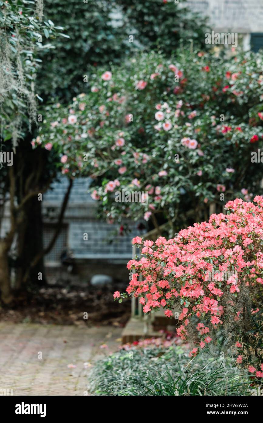Spring bushes blooming with pink flowers Stock Photo - Alamy