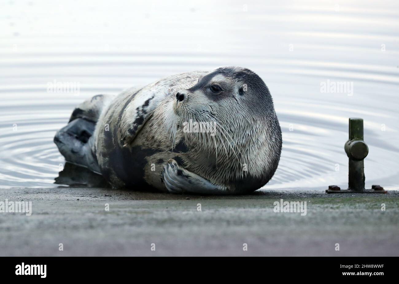 Arctic seal hi-res stock photography and images - Alamy
