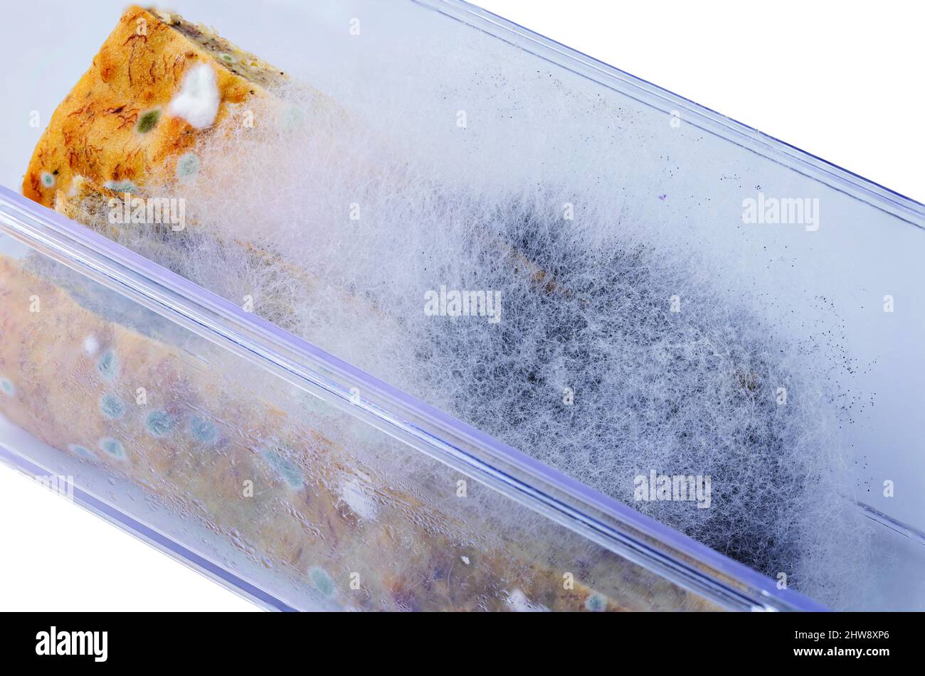 Closeup view of moldy cake in plastic box. Health concept Stock Photo ...