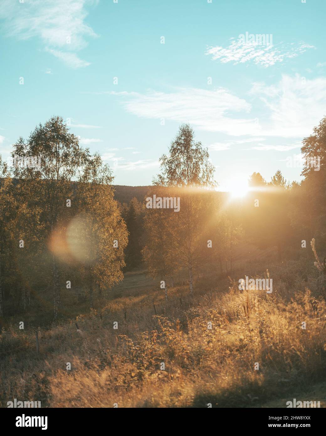 Vertical shot of the sun shining through the trees in the forest Stock ...