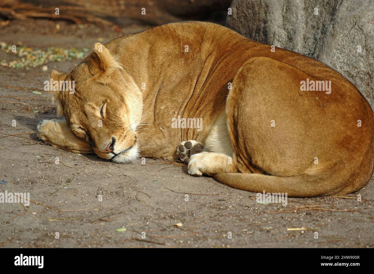 Lioness sleep sleeping hi-res stock photography and images - Alamy