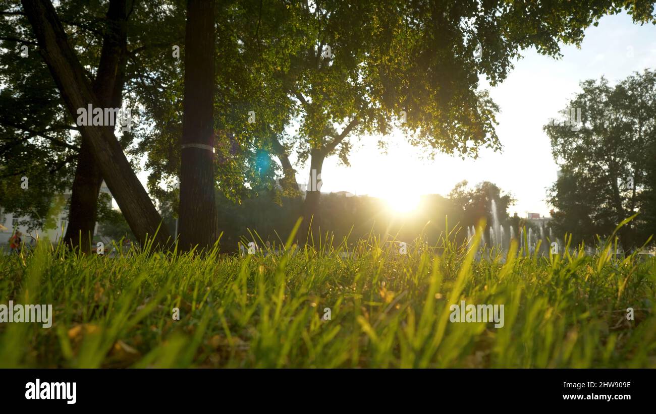Summer grass meadow motion blur of pleasant wind with bright sunlight ...