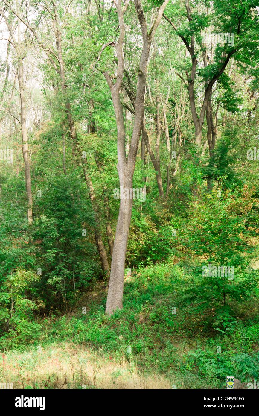 forest, sesno - park area, trees shrub flowers Stock Photo - Alamy