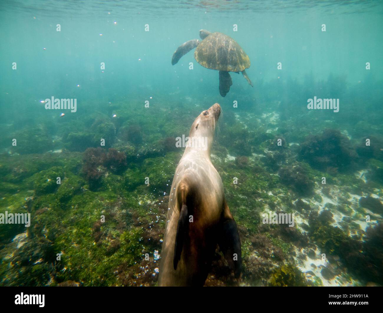 Sea Lion and Galapagos Green Sea Turtle swimming together off isabela ...