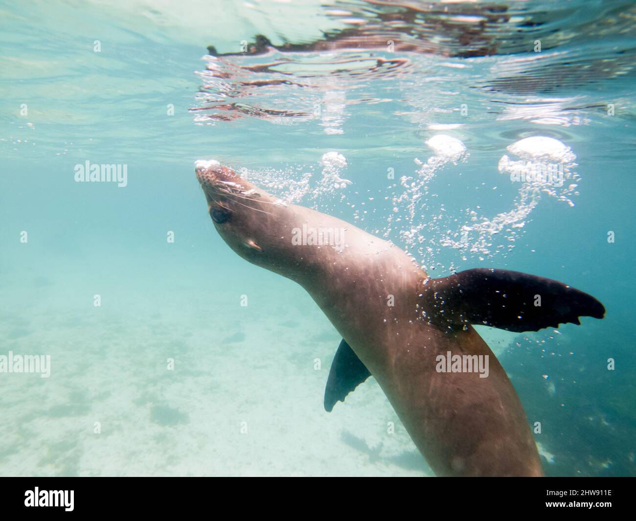 Playful sea lion swimming in ocean off isabela island, Galapagos ...