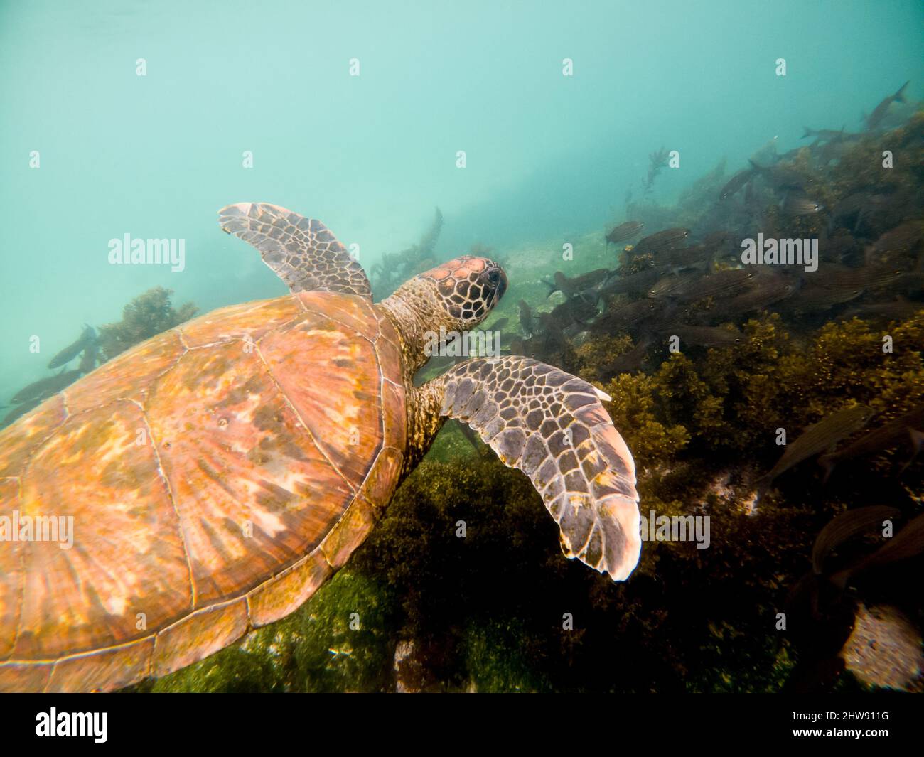 Galapagos Green Sea Turtle swimming over kelp beds off isabela island ...