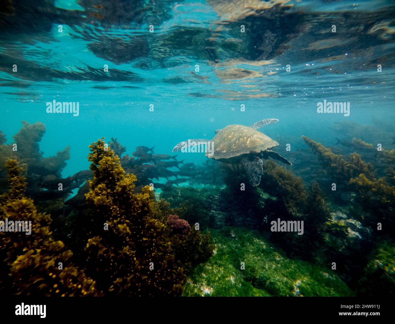 Galapagos Green Sea Turtle swimming over kelp beds off isabela island ...