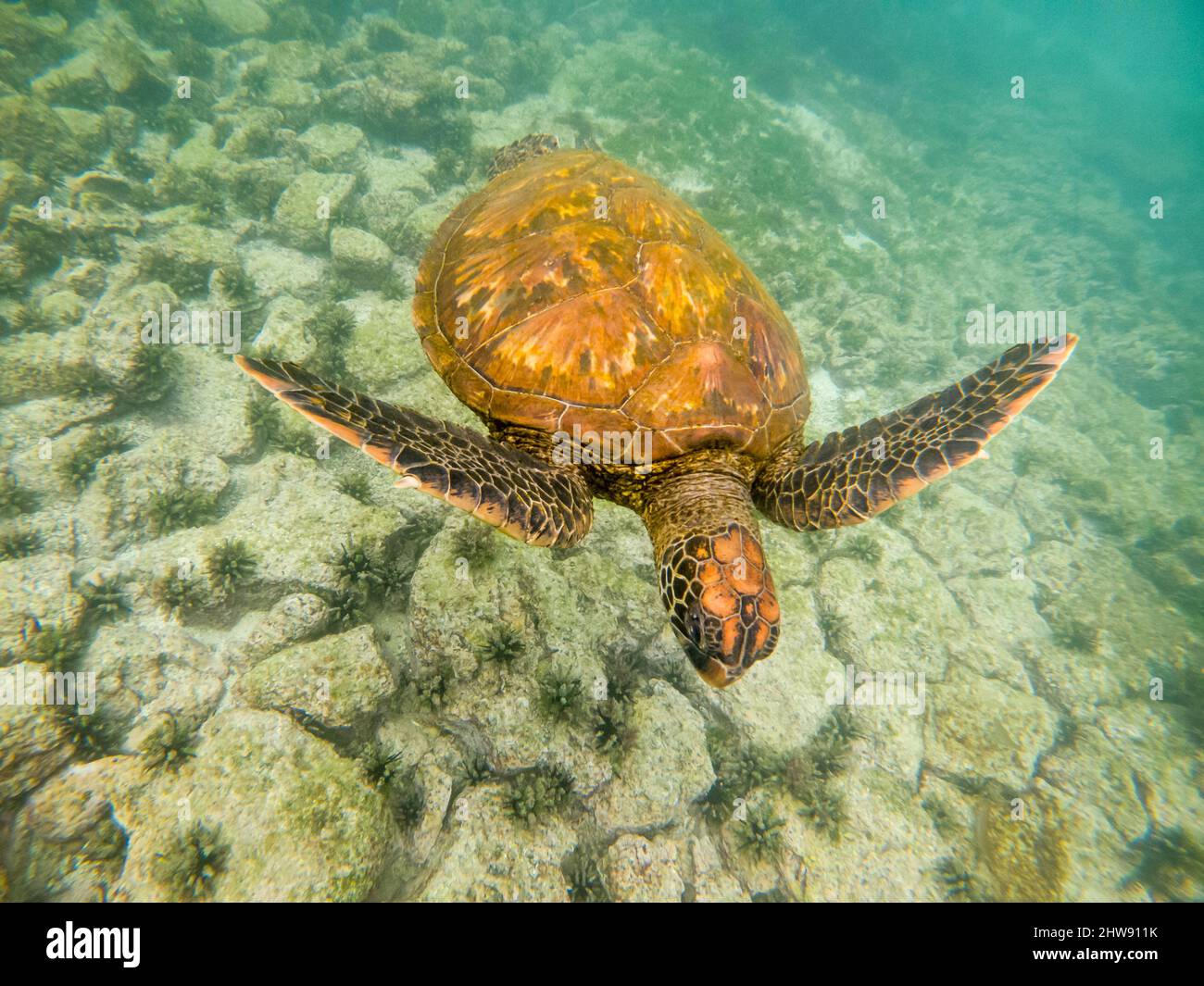 Galapagos Green Sea Turtle Swimming in ocean off Isabela island ...