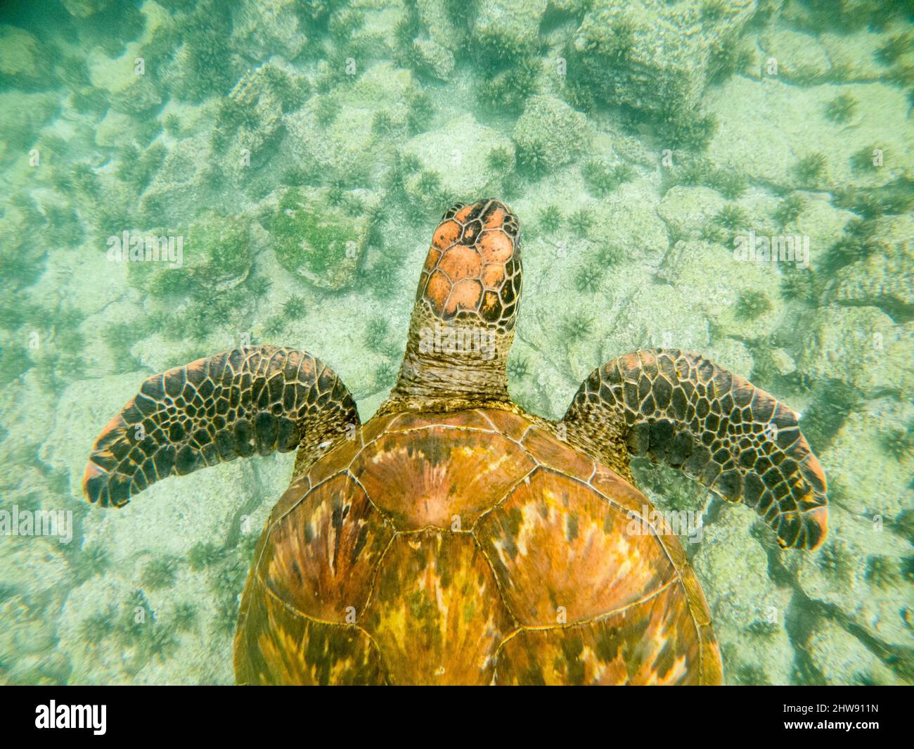 Galapagos Green Sea Turtle Swimming in ocean off Isabela island ...