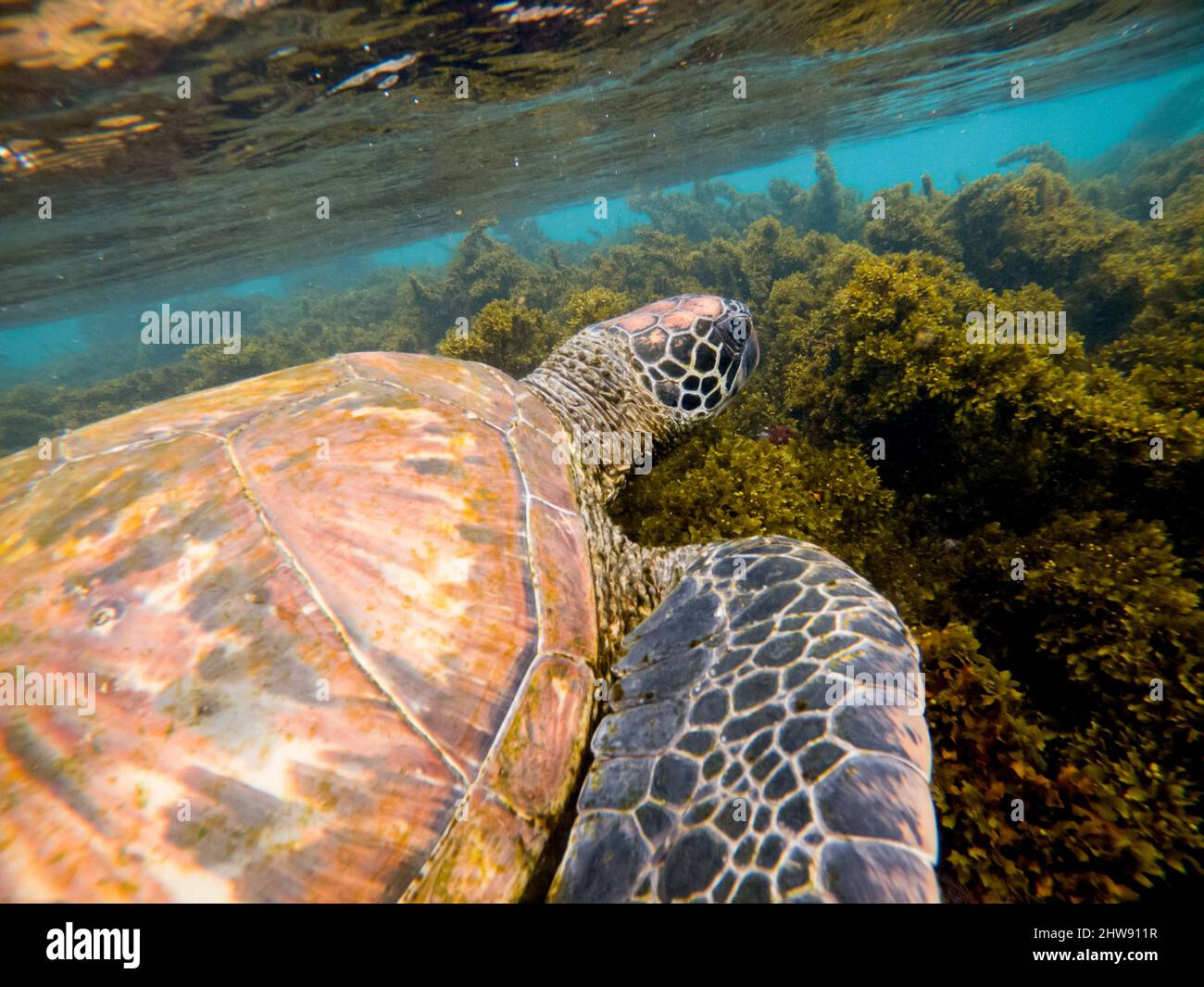 Galapagos Green Sea Turtle swimming over kelp beds off isabela island ...