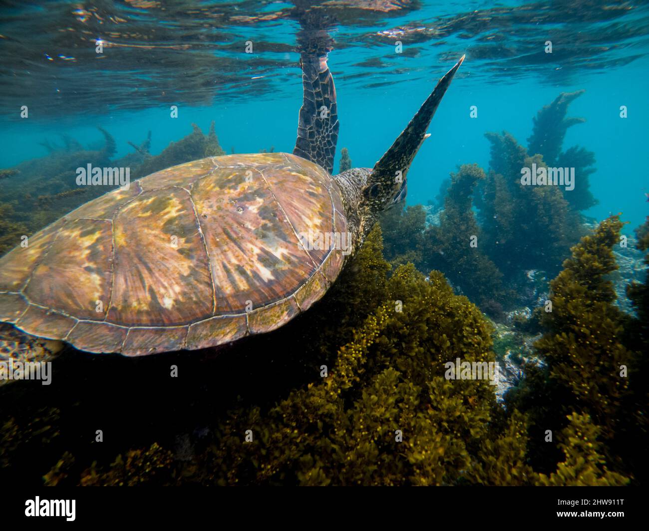 Galapagos Green Sea Turtle swimming over kelp beds off isabela island ...