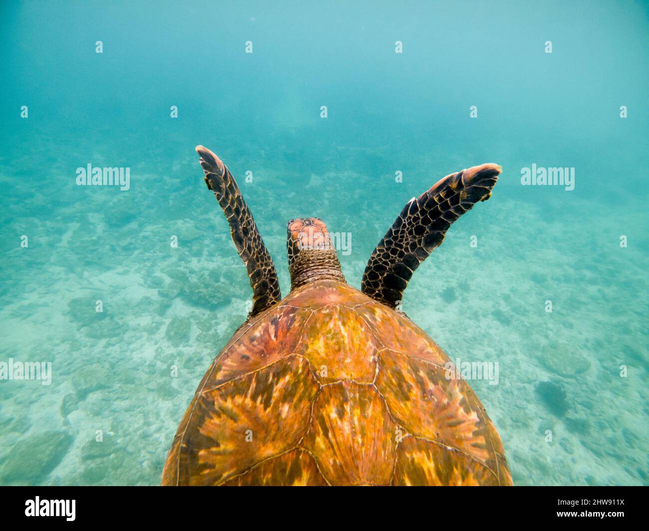 Galapagos Green Sea Turtle Swimming in ocean off Isabela island ...