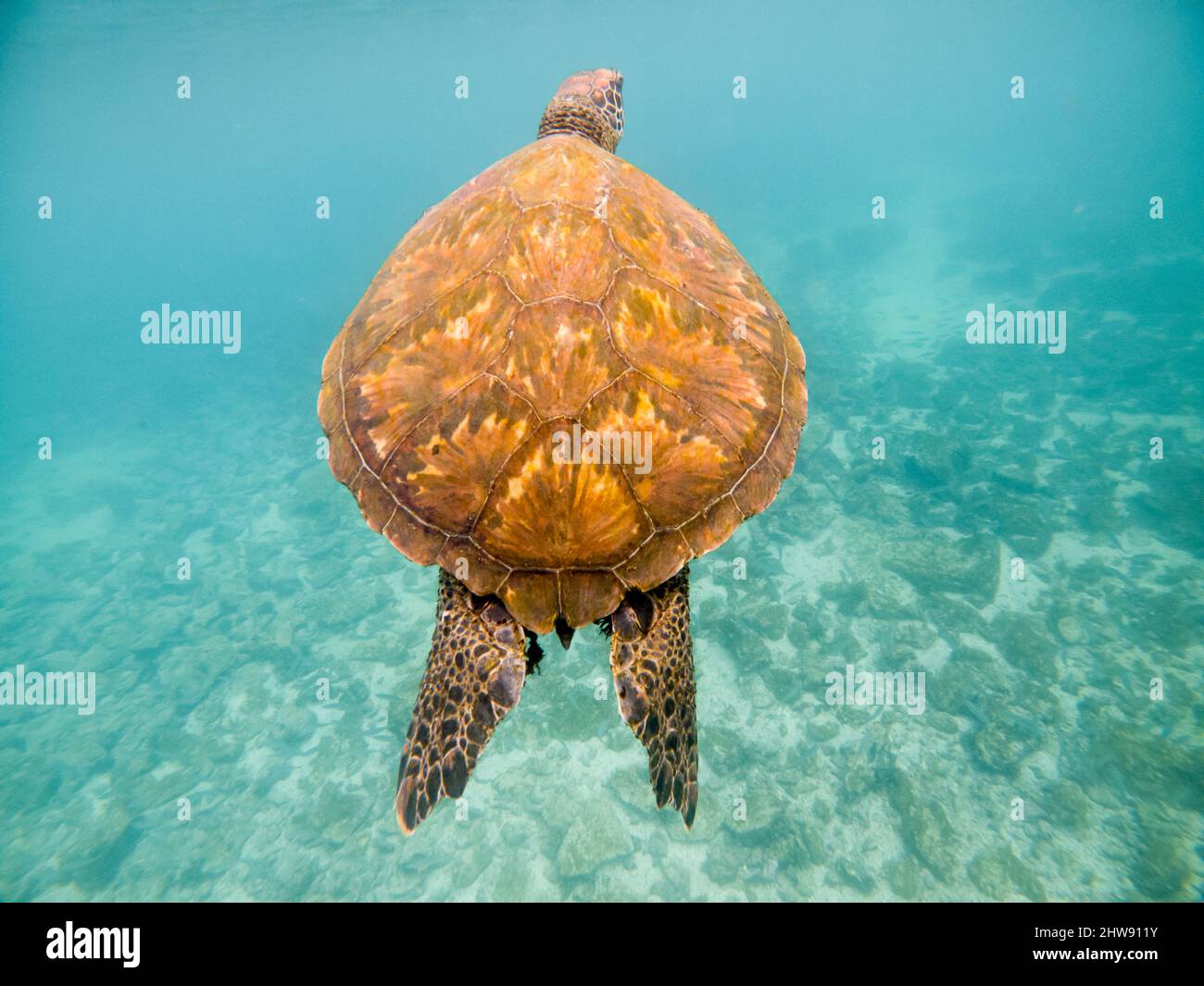 Galapagos Green Sea Turtle Swimming in ocean off Isabela island ...