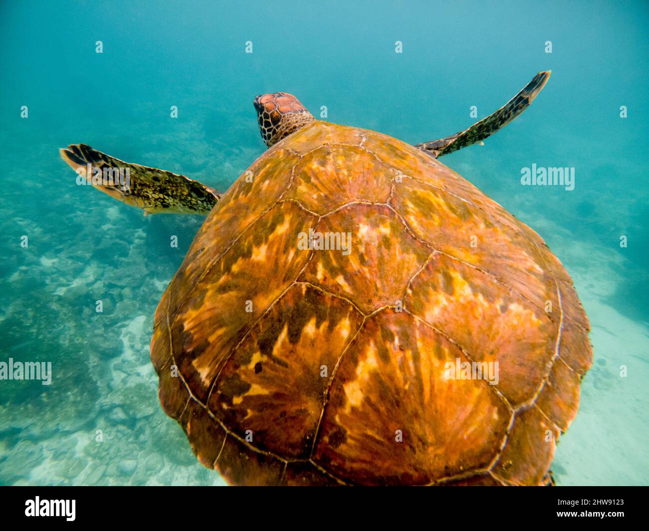 Galapagos Green Sea Turtle Swimming in ocean off Isabela island ...