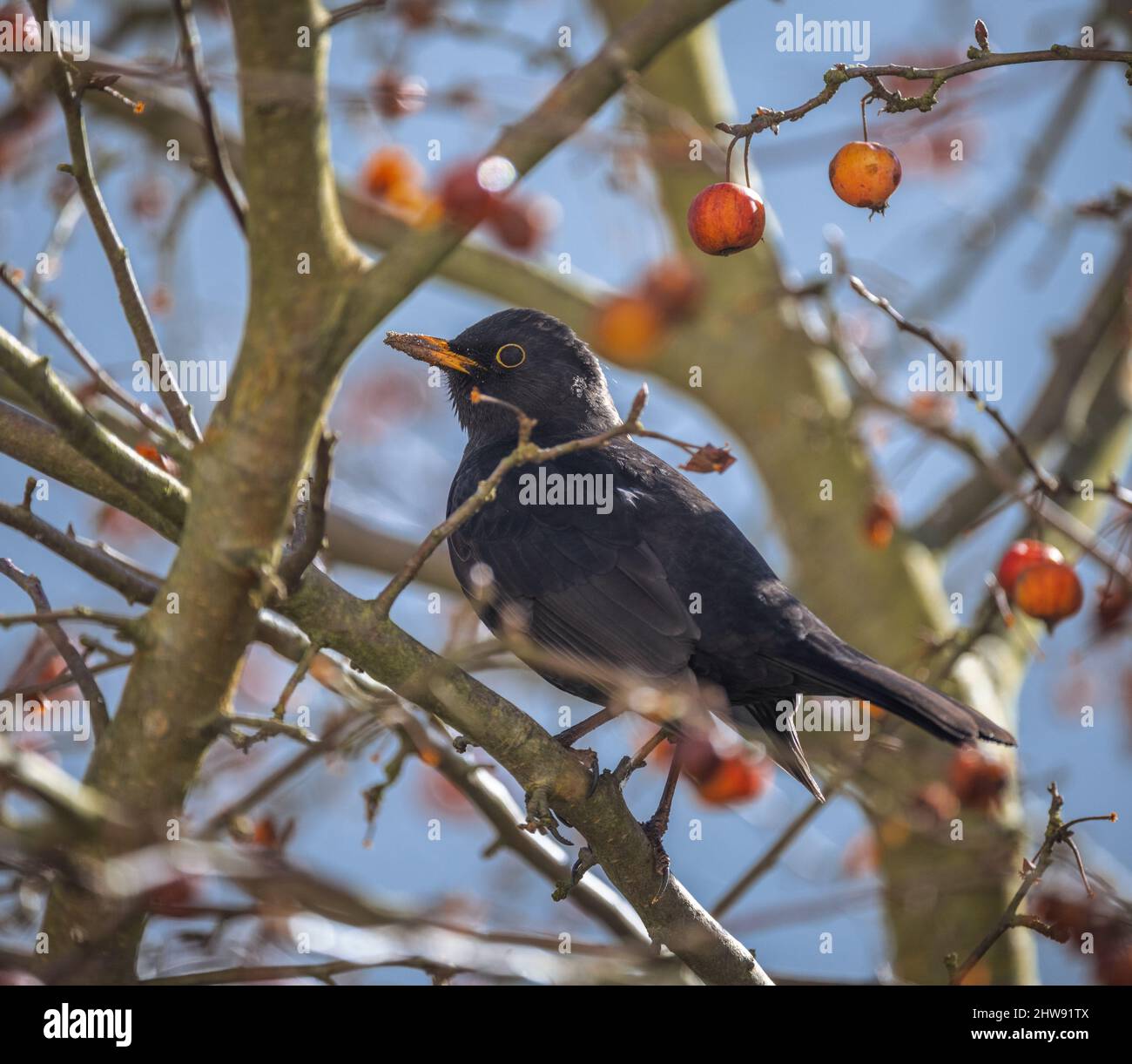 Closeup of a blackbird sitting in an apple tree Stock Photo - Alamy