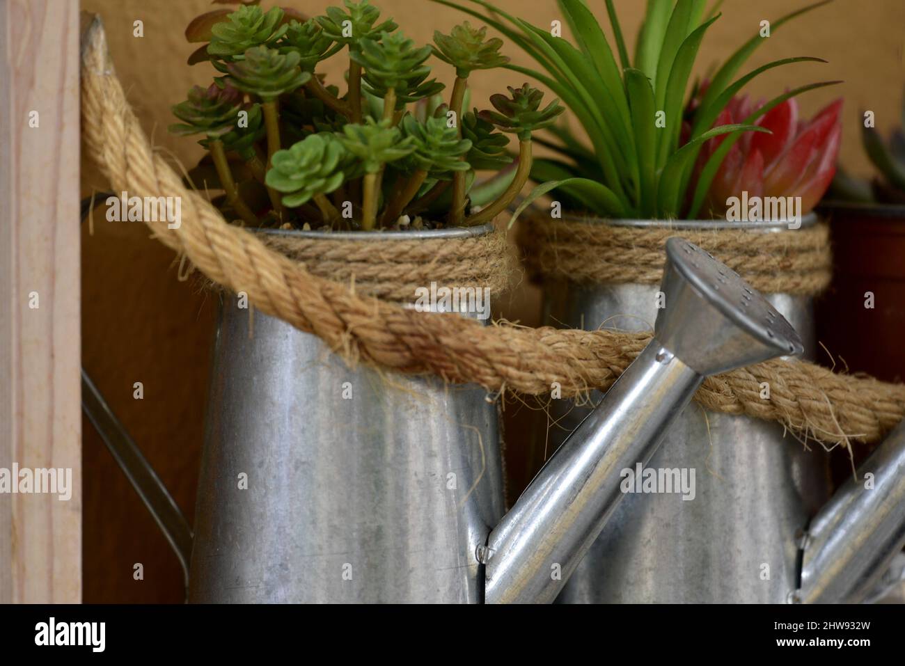 Vintage antique tin watering cans tied with a rope used as flowers pots ...