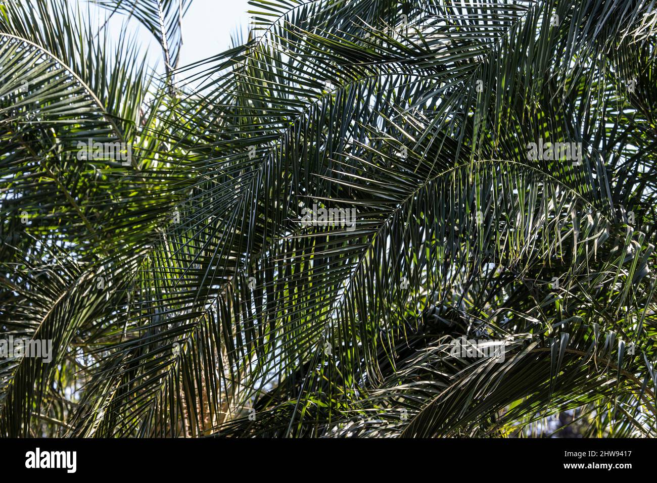 Unbranched evergreen tree hi-res stock photography and images - Alamy