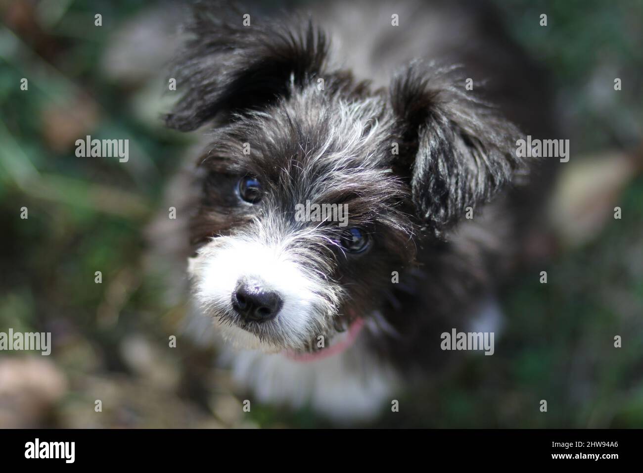 Closeup shot of black and white a little dog looks surprised to the ...