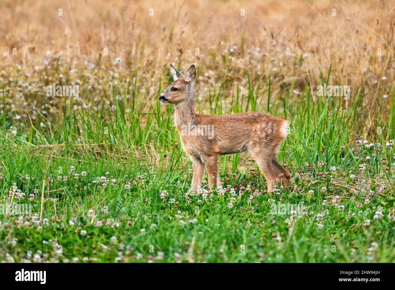 Fawn walking hi-res stock photography and images - Alamy