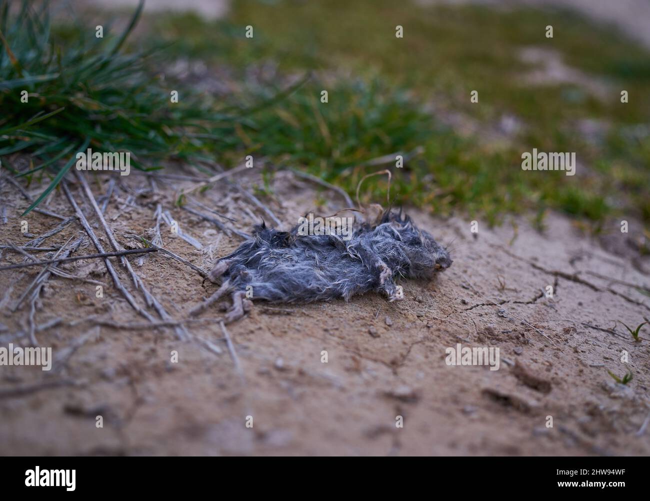 Selective approach of a dead field mouse between earth and grasses ...