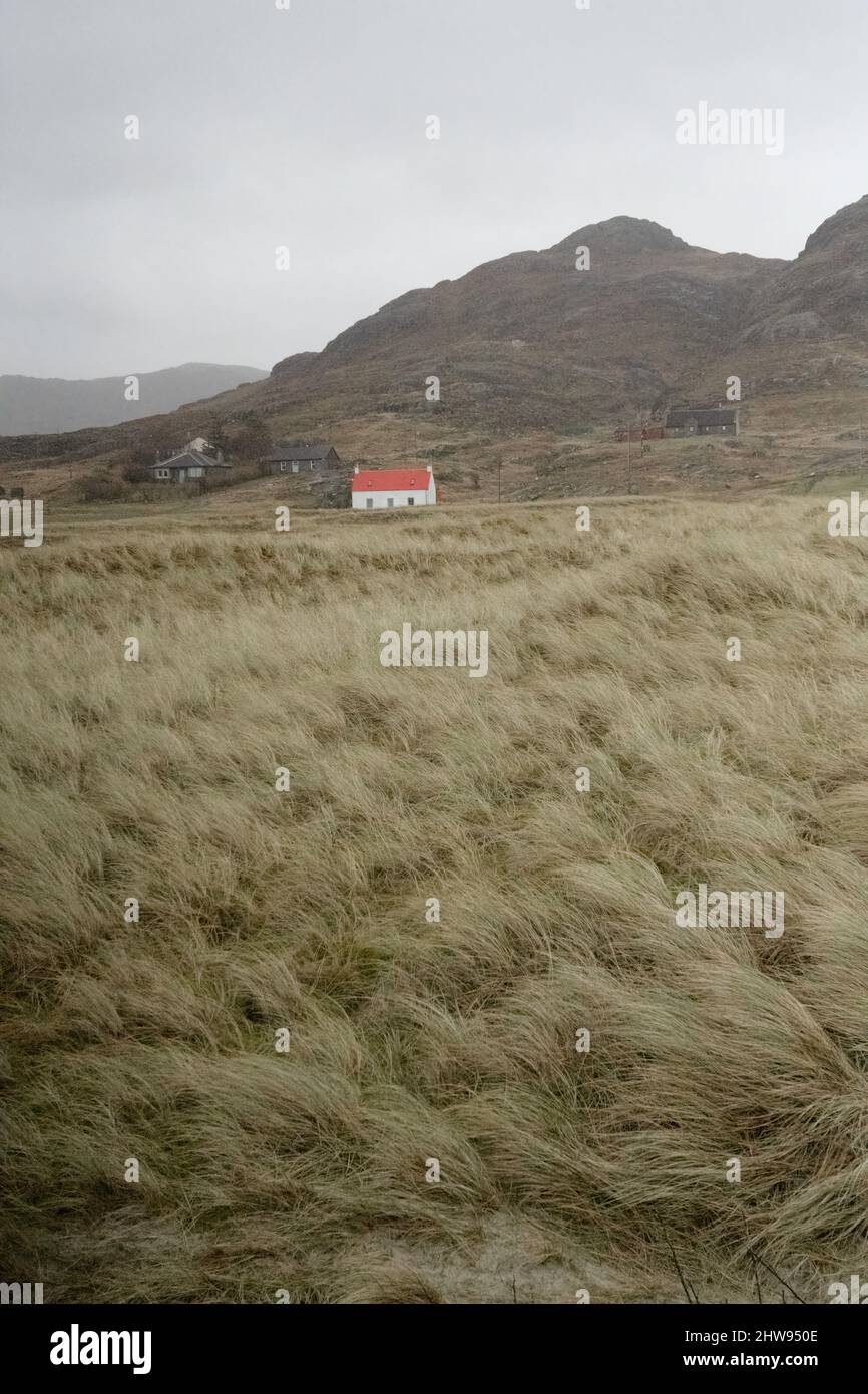 Remote Scottish Highland cottage with red roof amongst golden grassland ...