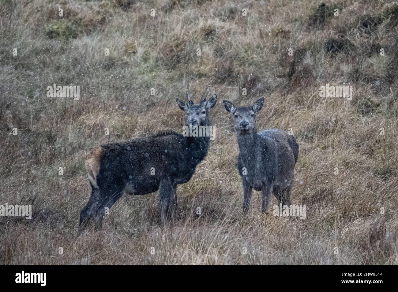 Two deer standing alert in snowy Scottish moorland during winter ...